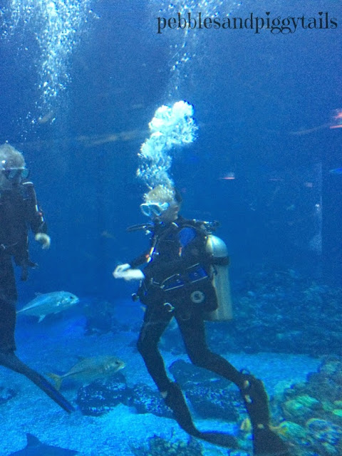 We Tried Disney’s DiveQuest at Epcot | Making Life Blissful